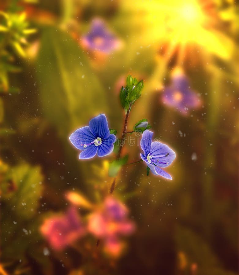 Blue fower in olden light stock illustration. Illustration of leaf ...