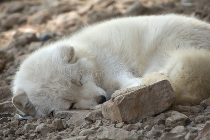 Blue fox stock image. Image of colors, cute, baby, sleepy - 18232761