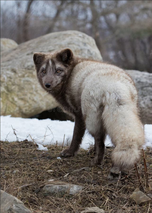 Blue Arctic Fox Staring Back at Photographer Over Its Shoulder Stock ...