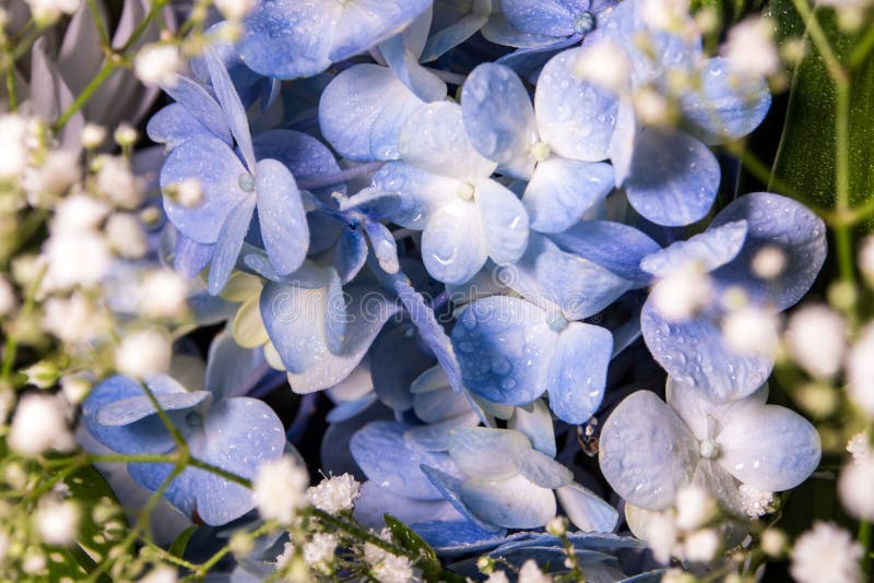 Blue Fragile Flowers and Small White Flower in Flower Bouquet Stock ...