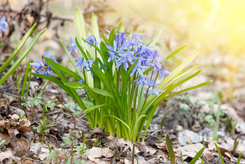 Blue Fragile Snowdrops in the Stock Image - Image of bluebell, blossom ...