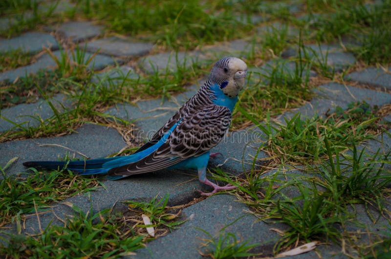 Parrot on the Loose in China Stock Image - Image of chinese, freedom ...