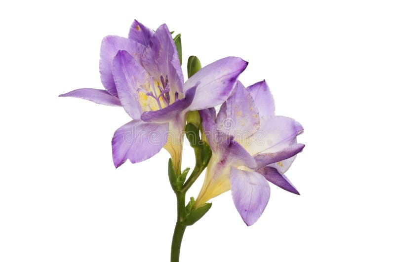 Blue freesia flowers stock image. Image of floral, botany - 198673955