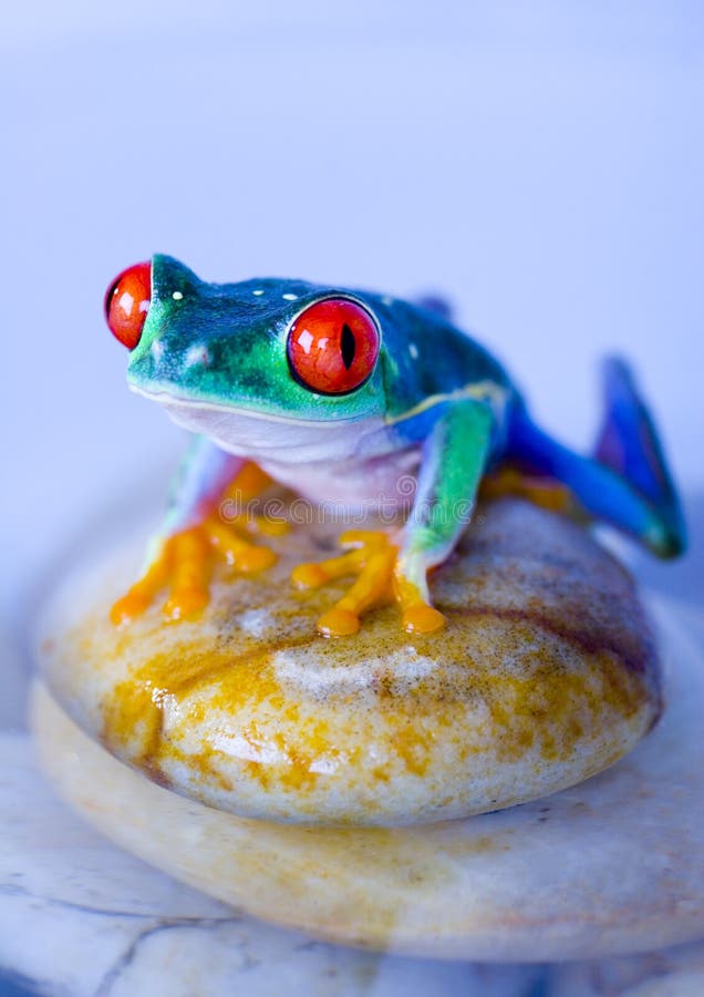Red frog stock image. Image of eyed, wild, amphibians - 3954981