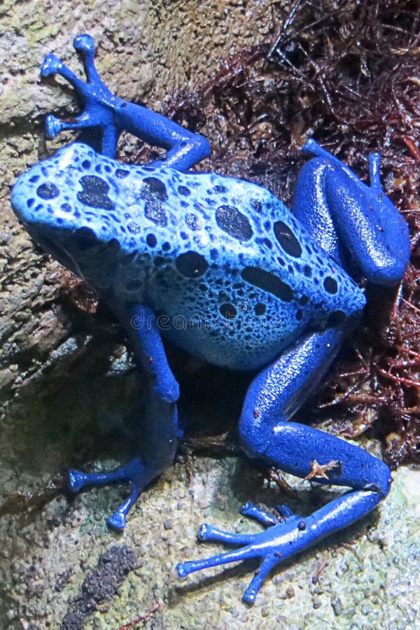 Blue frog stock photo. Image of animal, nature, frog - 86176910