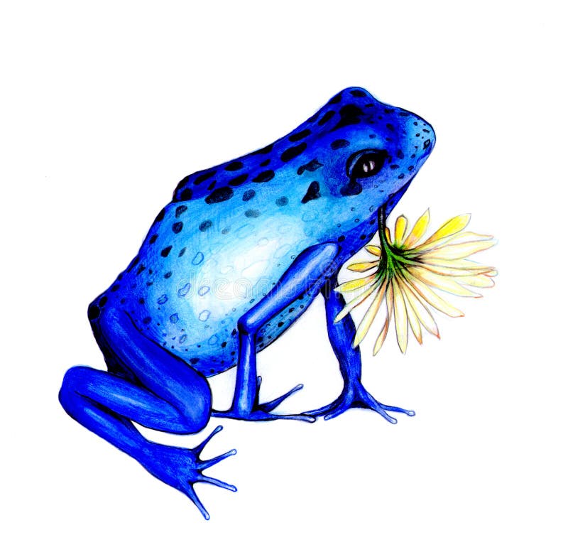 Blue frog stock illustration. Illustration of wildlife - 19957718