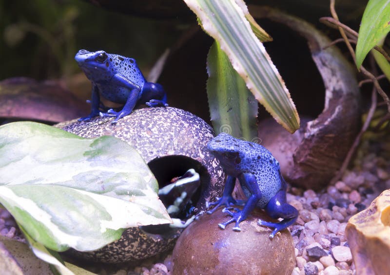 Blue frog stock image. Image of reptile, blue, amphibian - 80010183
