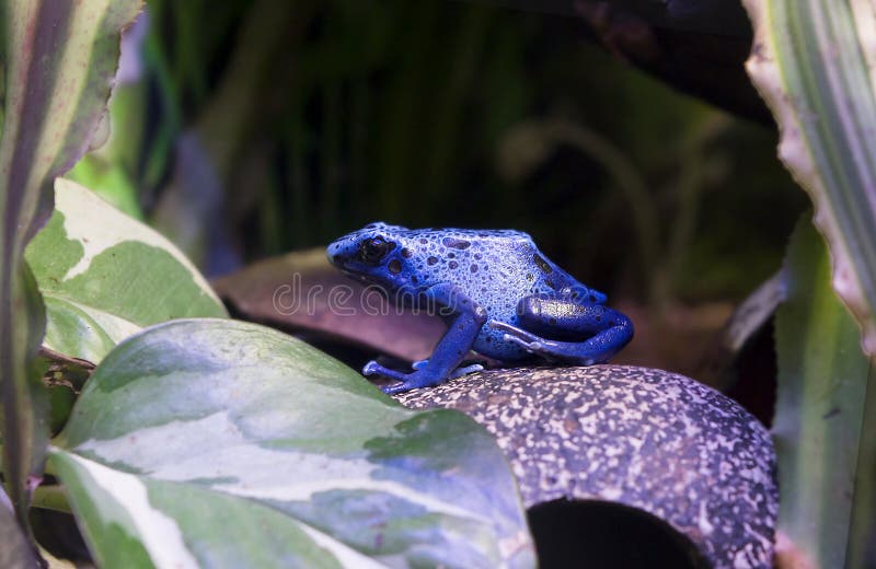 Blue frog stock image. Image of reptile, blue, amphibian - 80010183