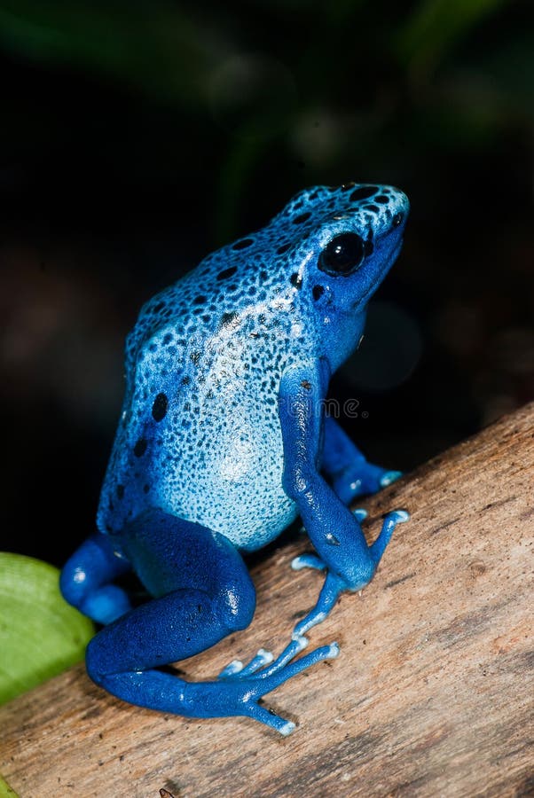 Blue frog stock photo. Image of nature, blue, vertical - 35297638