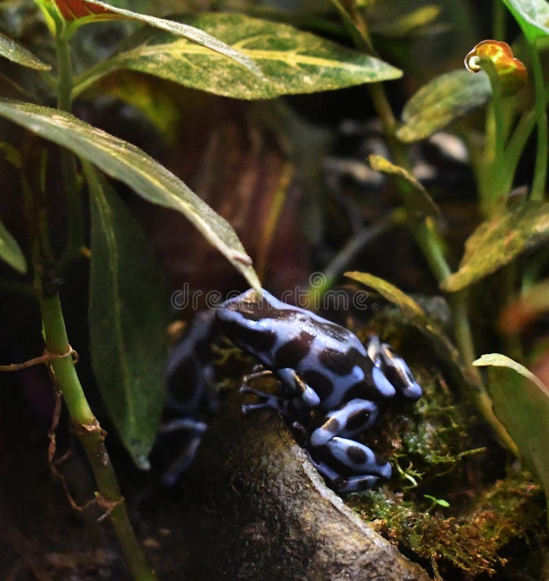 Blue Frogs stock photo. Image of poison, jungle, invertebrate - 330092514