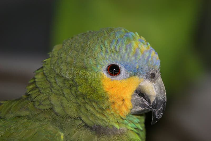 533 Blue Fronted Amazon Stock Photos - Free & Royalty-Free Stock Photos ...