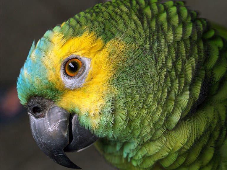 Blue Fronted Amazon stock image. Image of male, face, beak - 8522531