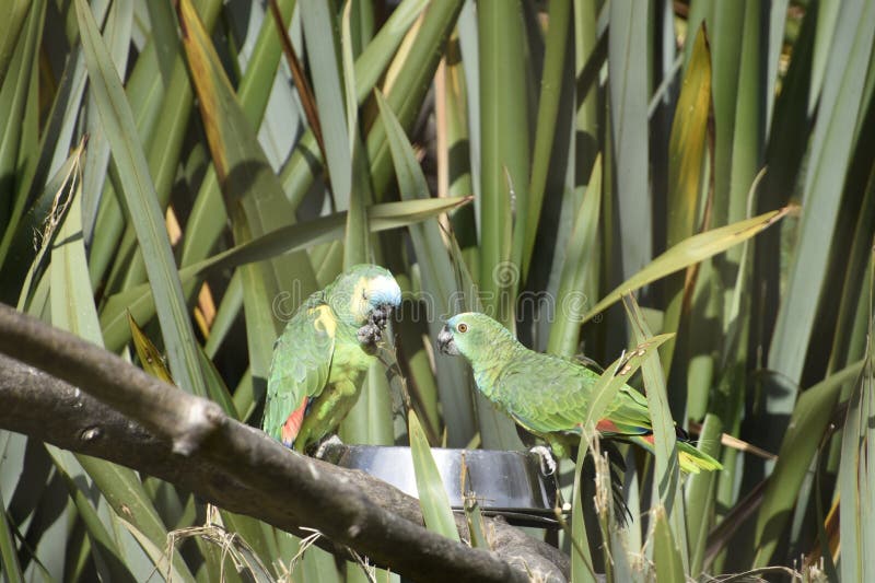 The Blue-fronted Amazon, the Blue-fronted Parrot, Two Parrots Above the ...