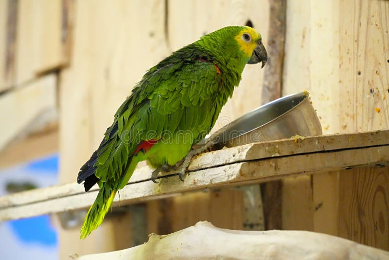 Blue-fronted Amazon Green Close-up Indoors Eat from Bowl Stock Image ...