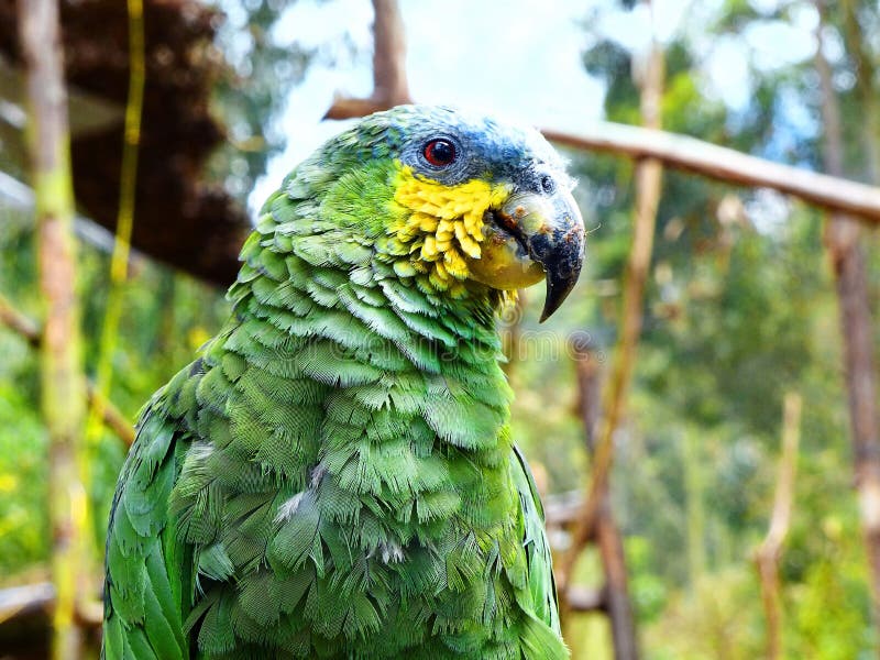 525 Blue Fronted Amazon Stock Photos - Free & Royalty-Free Stock Photos ...