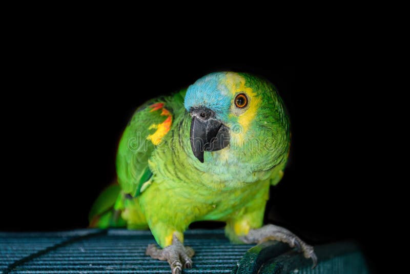 523 Blue Fronted Amazon Stock Photos - Free & Royalty-Free Stock Photos ...