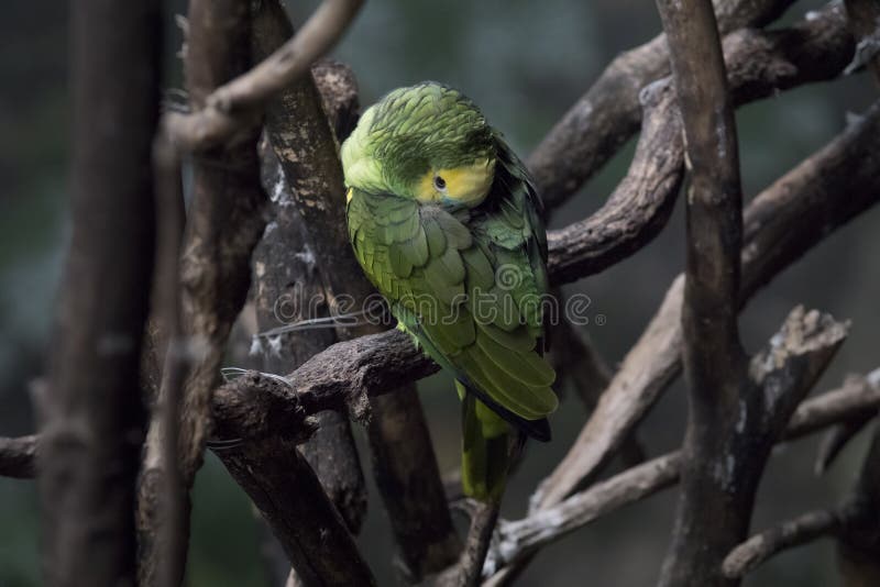 523 Blue Fronted Amazon Stock Photos - Free & Royalty-Free Stock Photos ...