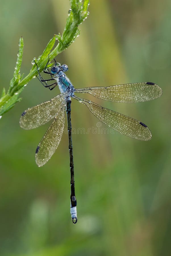 Blue-fronted Dancer Damselfly Stock Image - Image of damselfly, dancer ...