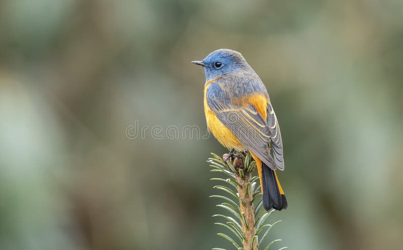 Blue fronted redstart stock image. Image of wildlife - 236946813