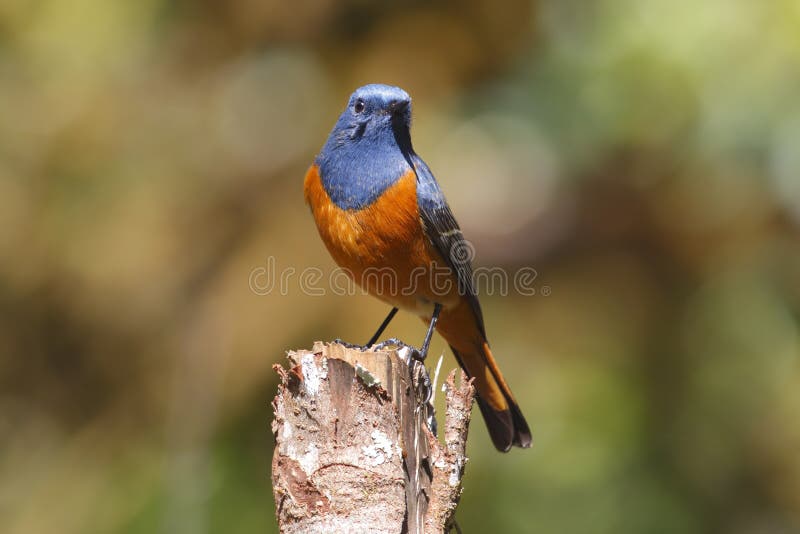 Blue-fronted Redstart Phoenicurus Frontalis Male Birds of Thailand ...