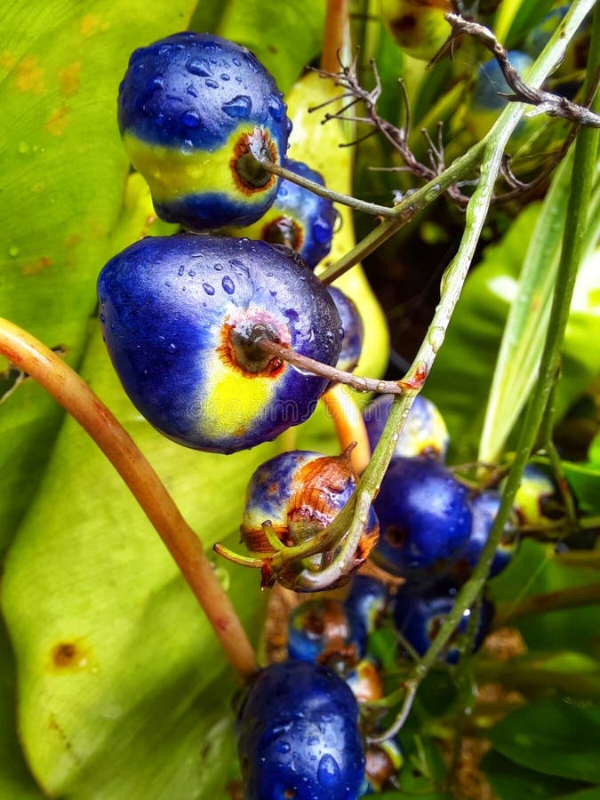 This Blue Fruit Grows in a Lot of Gardens Stock Image - Image of berry ...