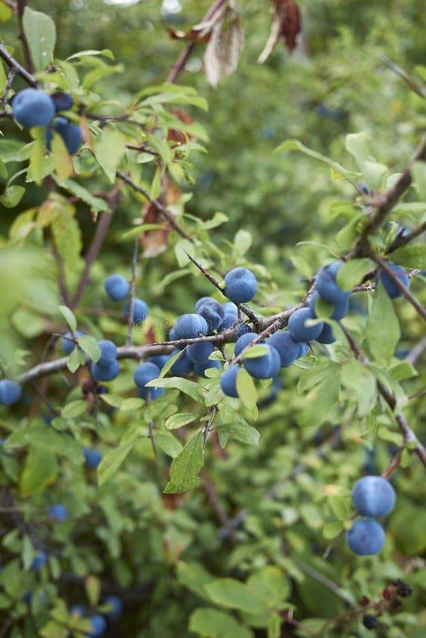 Prunus Spinosa Branch Close Up Stock Image - Image of botany, fruit ...