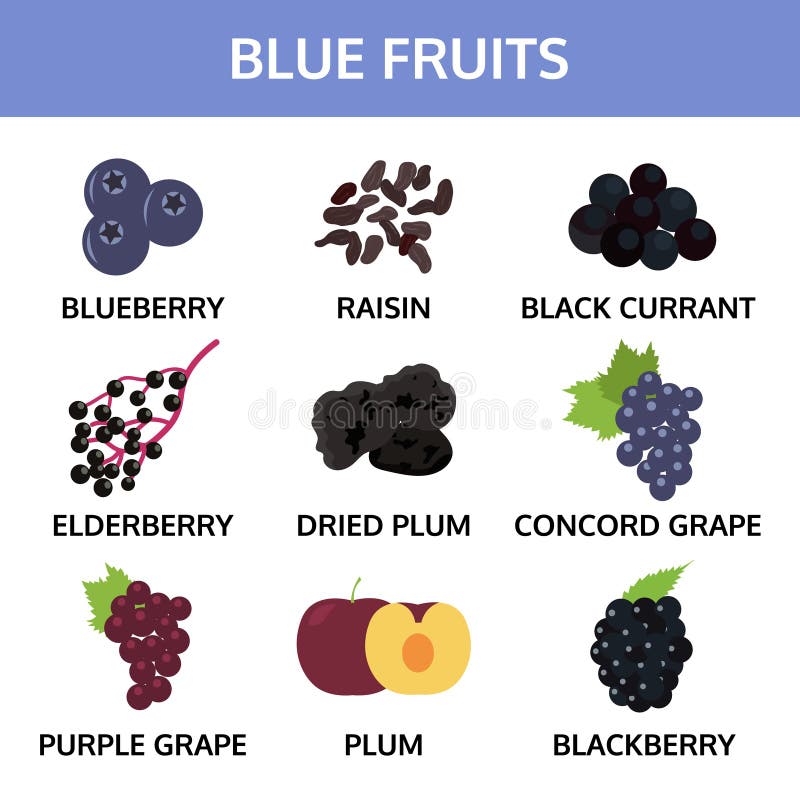 Blue Fruits Collection Info Graphic, Food Vector Illustration Stock ...