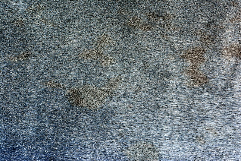 Sophisticated Hairy Brunette Girl Stock Photos - Free & Royalty-Free ...