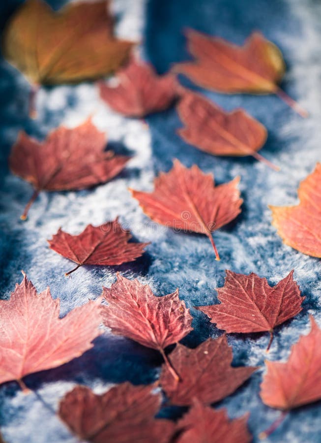 Blue Fur with Red Autumn Leafs Stock Image - Image of fall, color ...
