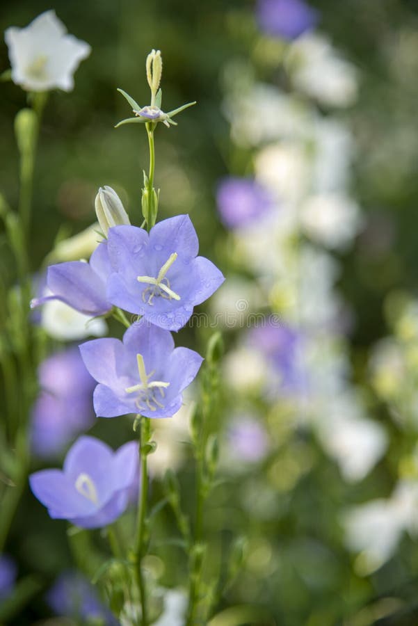 Blue Garden Bell with Dew Drops, Illuminated by the Rays of the Sun ...
