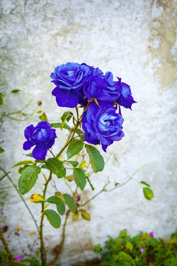 Blue garden rose stock photo. Image of anniversary, bloom - 58646442