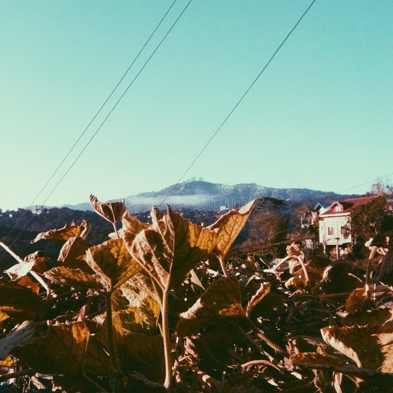 Blue Gaze stock image. Image of view, morning, start - 108618685