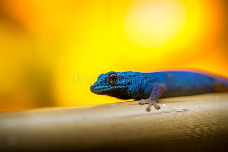 Blue Gecko on Branch with Orange Background Stock Photo - Image of ...