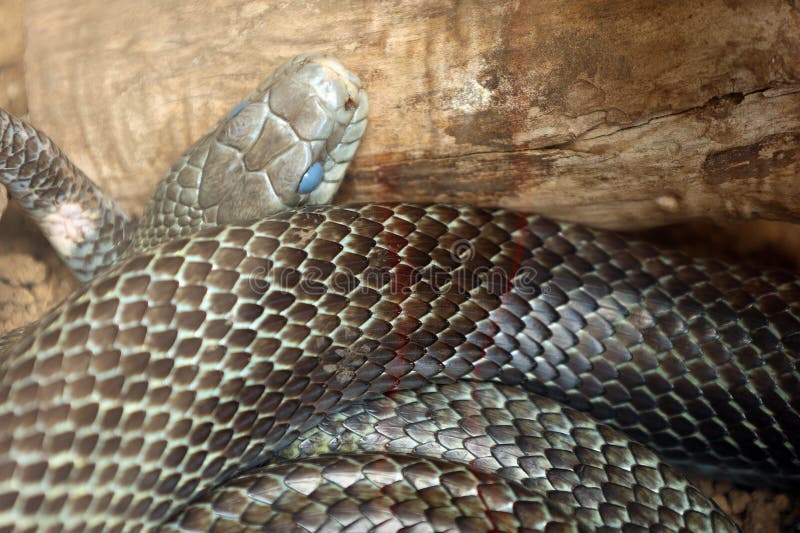Blue General Coiled in a Coil, Close-up of a Snake Stock Photo - Image ...