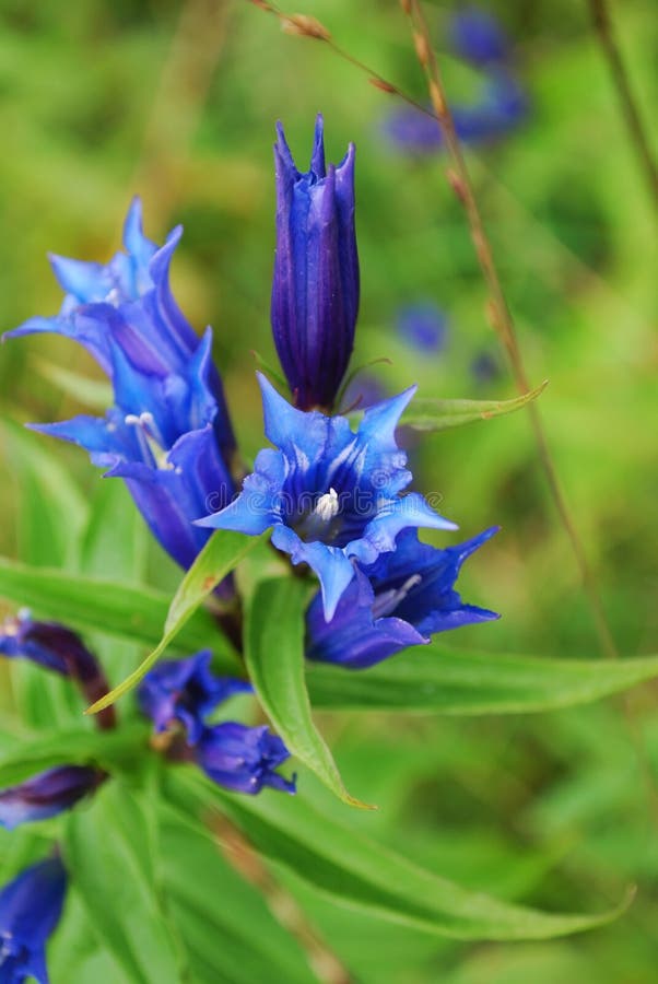 Blue Gentian (Gentiana Verna) Blossom In Bosnia Stock Image - Image of ...