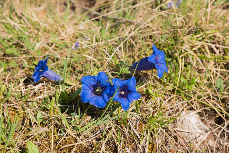 Blue Gentian, Alpine Flowers, in the Grass Stock Photo - Image of ...