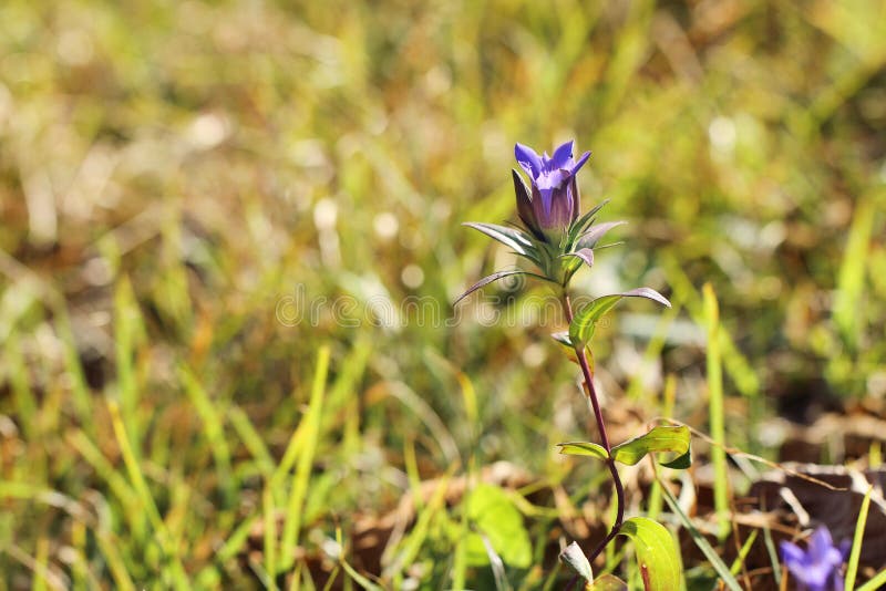 Blue gentian flower stock photo. Image of blooming, petal - 260925668