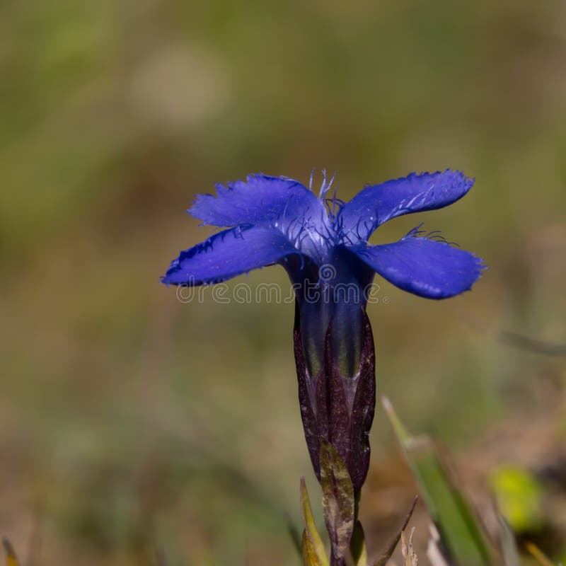 Blue gentian stock image. Image of floral, environmental - 54430349