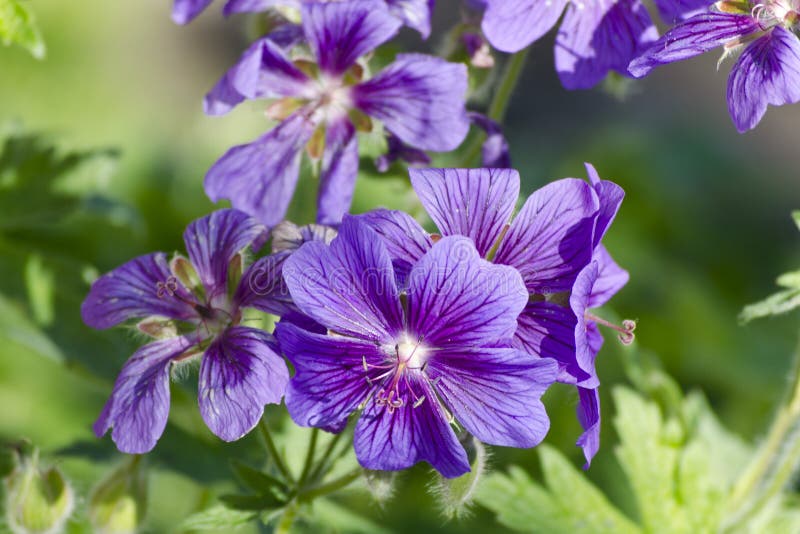 Blue Geranium stock image. Image of geranium, botany - 144100657