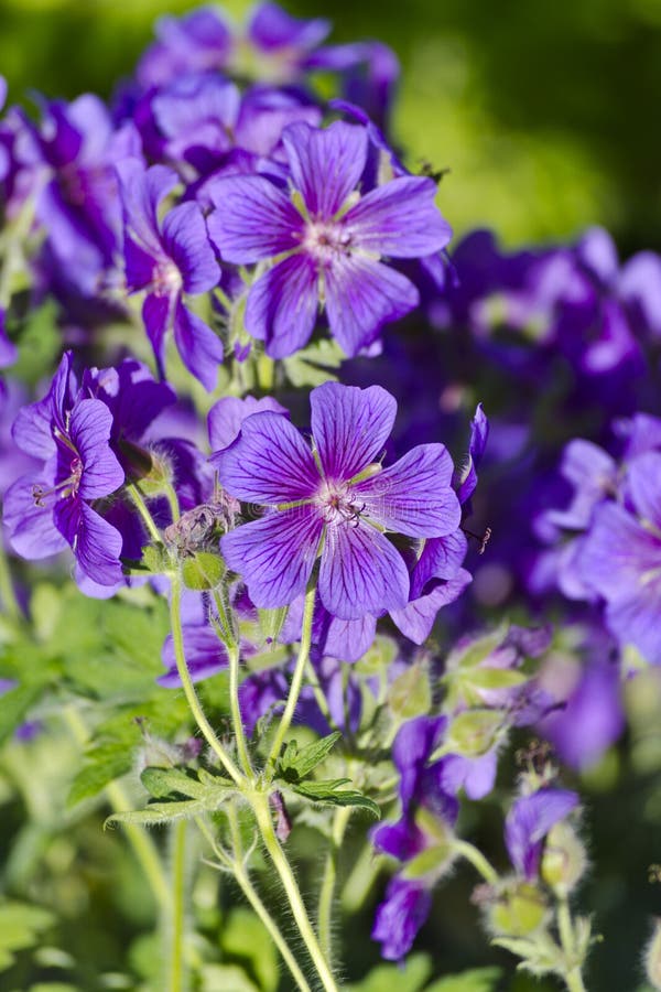 Blue Geranium stock photo. Image of cranesbill, plant - 144101766