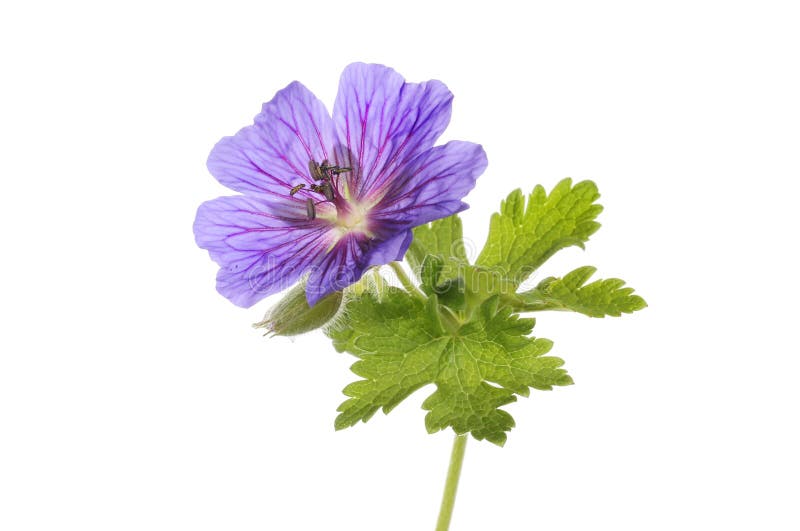 Blue geranium flower stock image. Image of flower, petal - 185399101
