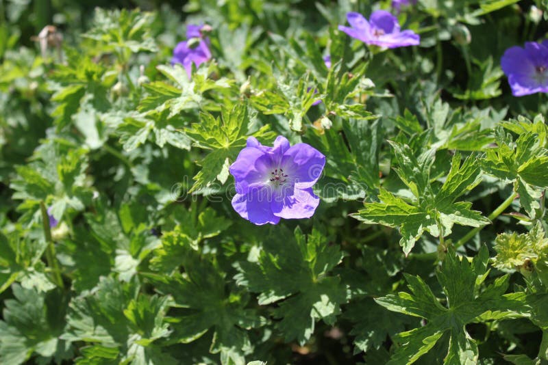 Blue Geranium in the Garden Stock Image - Image of nature, blossoms ...