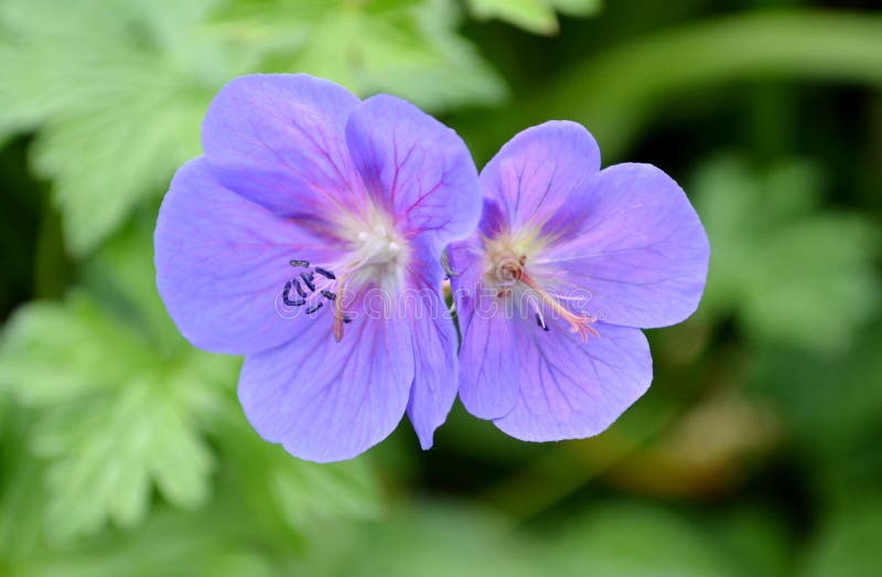 Blue geranium stock photo. Image of garden, single, plant - 41093196