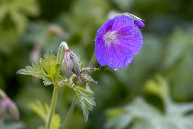 Blue Geranium Pratense Growing in a Garden in Candide Italy Stock Photo ...