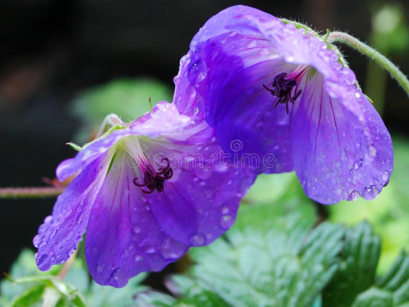 Blue Geranium Rozanne Flowers Stock Photo - Image of blue, rozanne ...