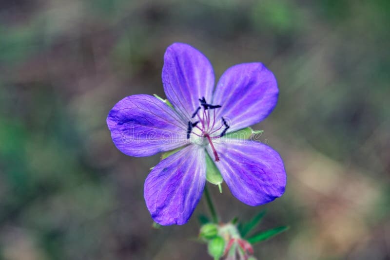 Forest Geranium Geranium Sylvaticum Flower Illuminated by the Suns on a ...