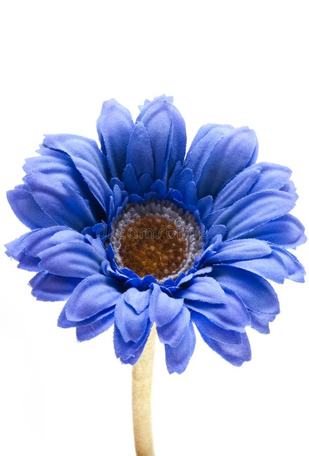 Beautiful Blue Gerbera Daisy Isolated on White Stock Photo - Image of ...