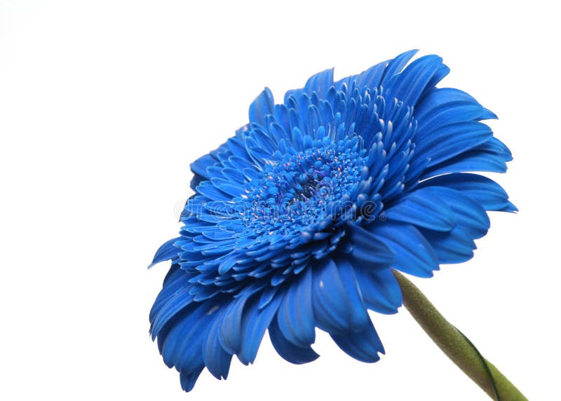 Beautiful Blue Gerbera Daisy Isolated on White Stock Photo - Image of ...