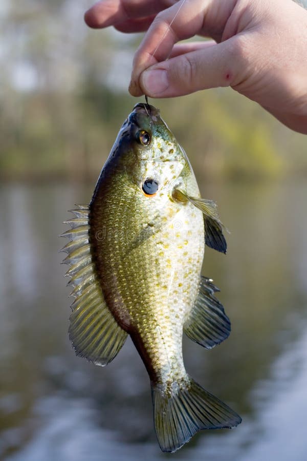 30+ Blue gill fish Free Stock Photos - StockFreeImages