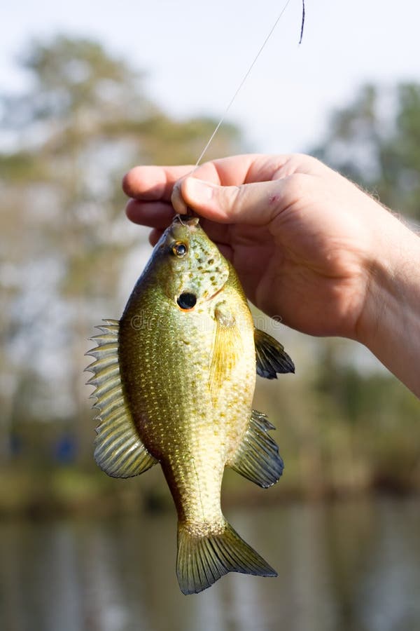 Blue Gill stock image. Image of fresh, recreation, tail - 2358271